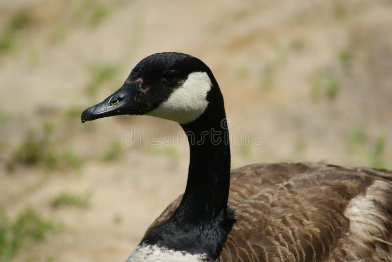 Canadian Goose stock photo. Image of migratory, animal - 274725376