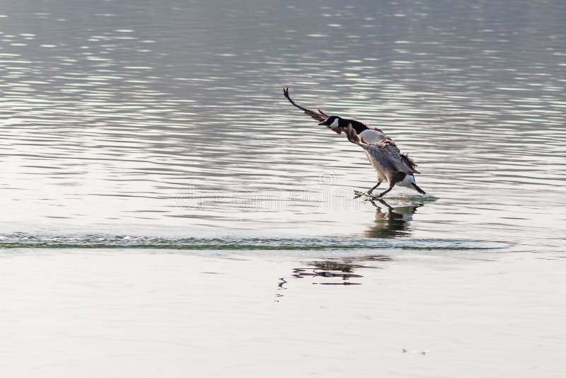 Canadian Goose Coming in To Land Stock Image - Image of wildlife, water ...