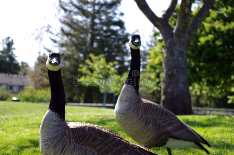 Canadian goose couple stock photo. Image of grass, wild - 14387812