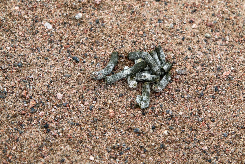 The Canadian Goose Excrement Stock Photo - Image of detail, pollution ...