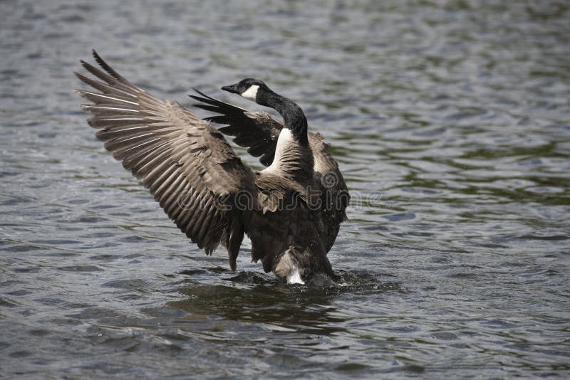 Canadian Goose Flapping Its Wings while in a Pond Stock Image - Image ...