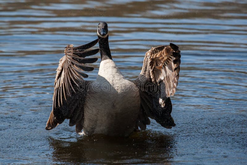 Canadian Goose Flapping Wings Stock Photo - Image of goose, season ...