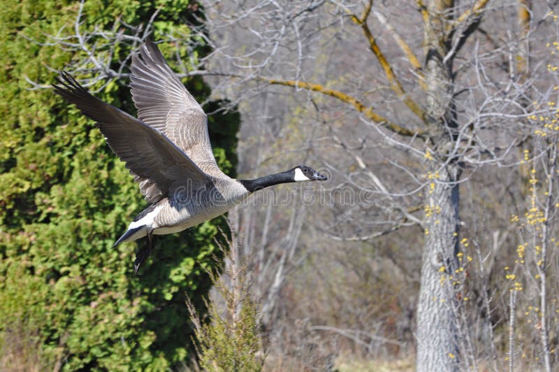 Canadian Goose flying stock image. Image of flying, wings - 39474451