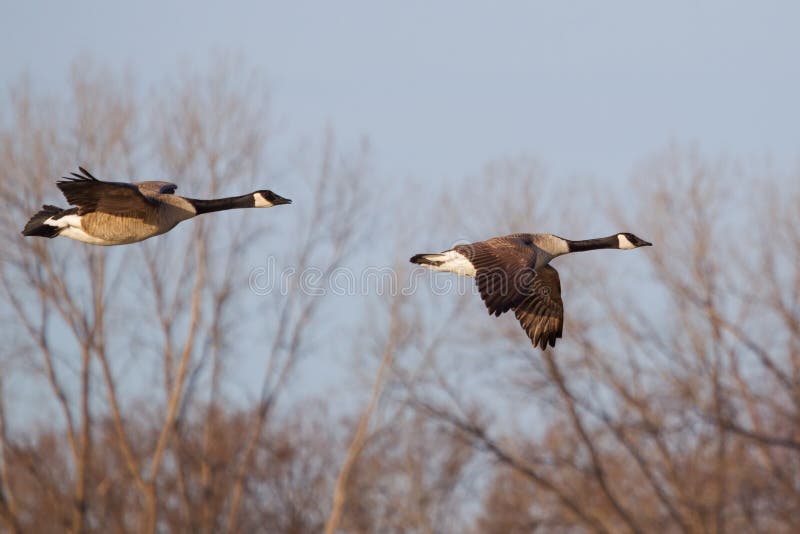 Canadian Goose Flying stock photo. Image of geese, trees - 48644760