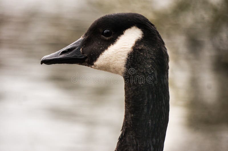 Canadian goose stock image. Image of gander, bird, waterfowl - 50979521