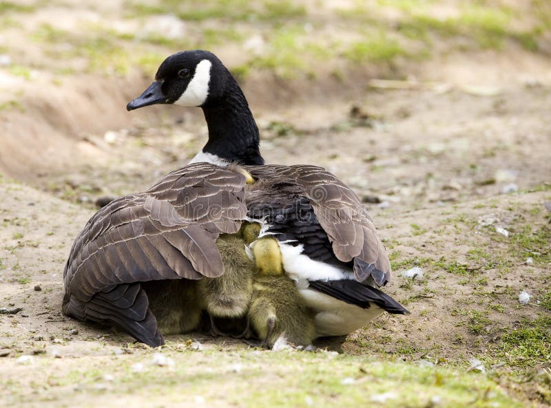 Canadian Goose & Goslings Stock Photo - Image of wild, parent: 34061578