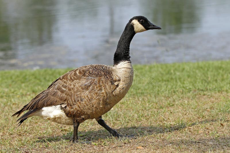 Canadian Fat Goose Stock Photos - Free & Royalty-Free Stock Photos from ...