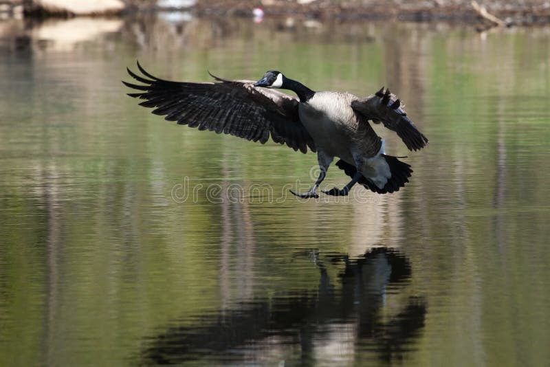 Canadian Goose Landing on Water Stock Photo - Image of grey, canada ...