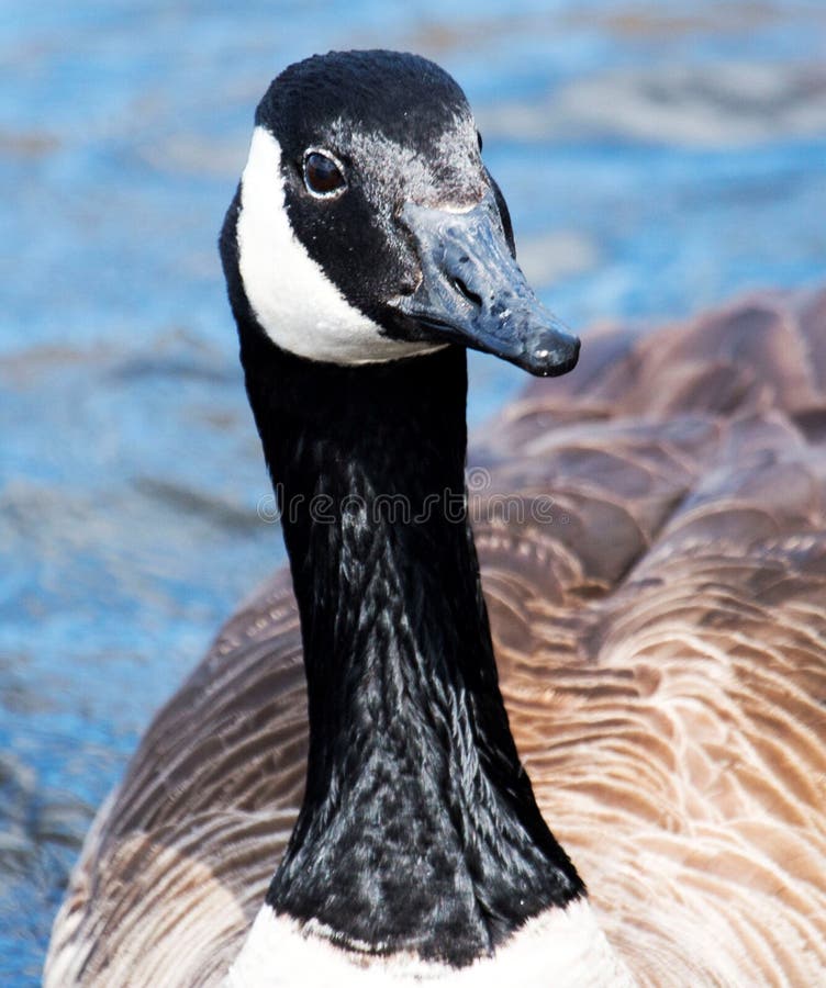465 Goose Face Looking Stock Photos - Free & Royalty-Free Stock Photos ...