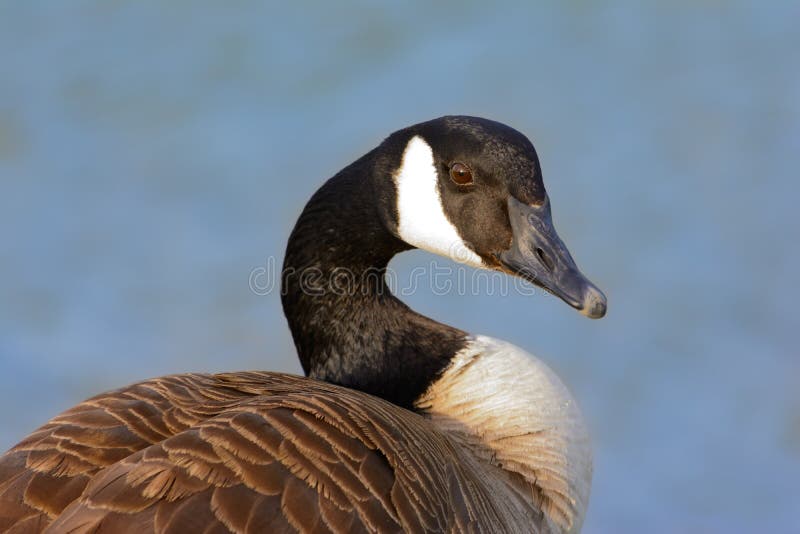 Beautiful White Goose Closeup, Looking Into The Camera. Stock Photo ...