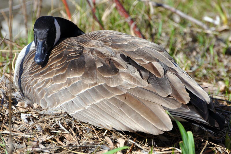 Canadian Goose Nesting stock photo. Image of wildlife - 39474434
