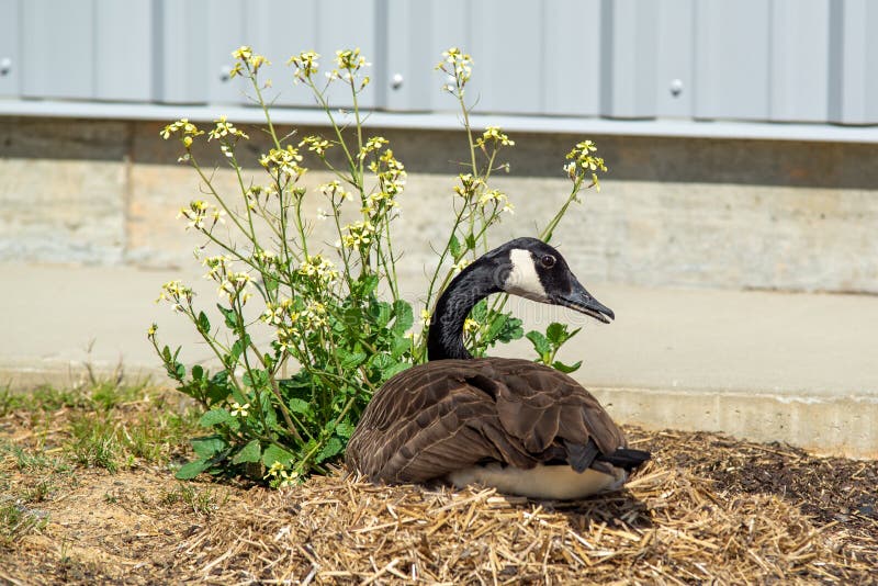 Goose Nesting Inside Hollowed Tree Trunk Stock Photo - Image of babies ...