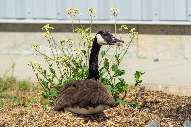 Goose Nesting Inside Hollowed Tree Trunk Stock Photo - Image of babies ...