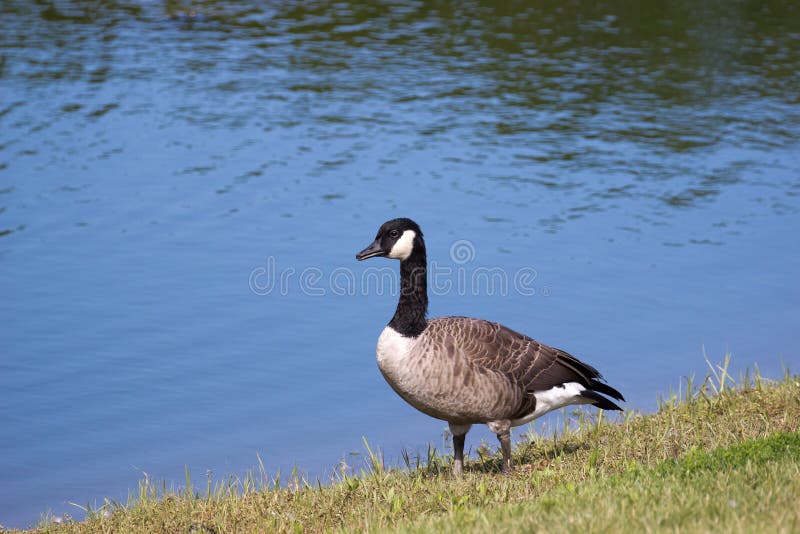 Canadian Goose in Ohio stock photo. Image of pond, beak - 94500844