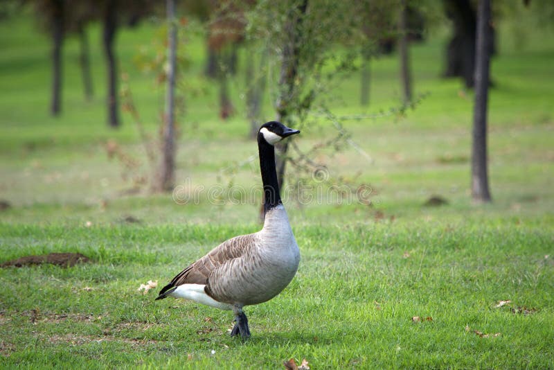 Canadian Goose in a Park stock image. Image of park, white - 62311653