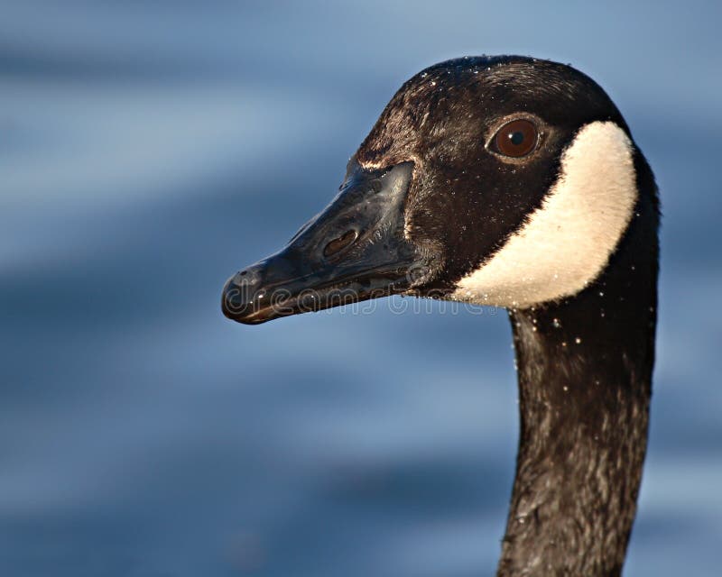 Canadian Goose Portrait stock photo. Image of animal - 20979378