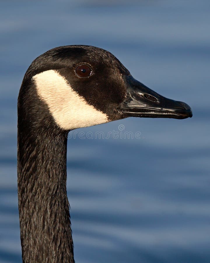 Canadian Goose Portrait stock image. Image of canadian - 27934009
