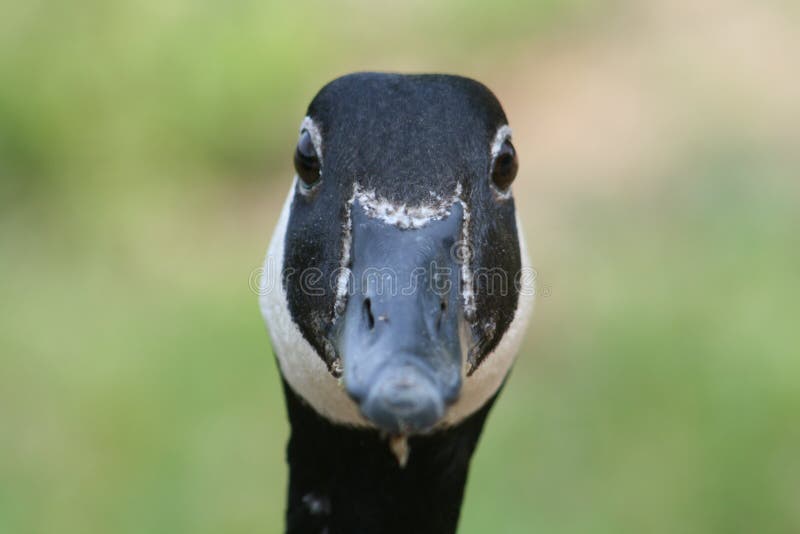 Canadian Goose Portrait Picture. Image: 5518396