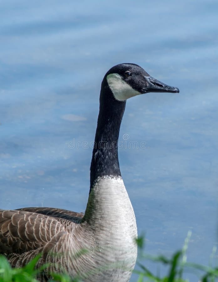 Canadian Goose Portrait Close Uo Stock Image - Image of neck, female ...