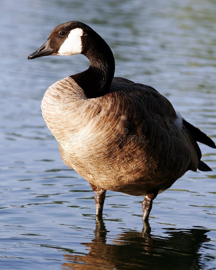 Swimming Canadian Goose Picture. Image: 1920887
