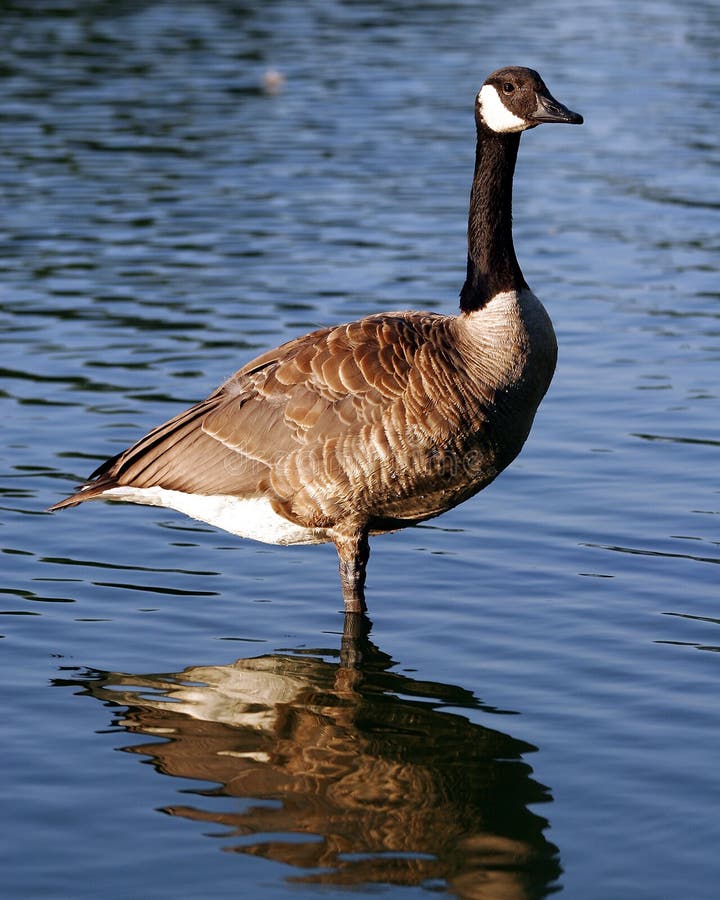 Swimming Canadian Goose Picture. Image: 1920887