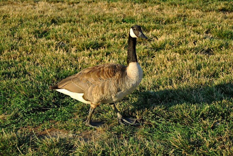 Canadian Goose Single stock image. Image of bird, walking - 32525271
