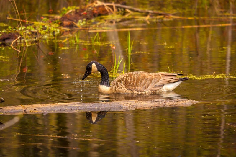 Canadian Goose in the Spring Stock Image - Image of fauna, head: 91994313