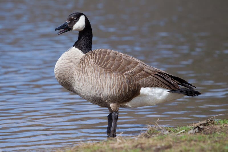 Canadian Goose standing stock image. Image of birds, bird - 32225431