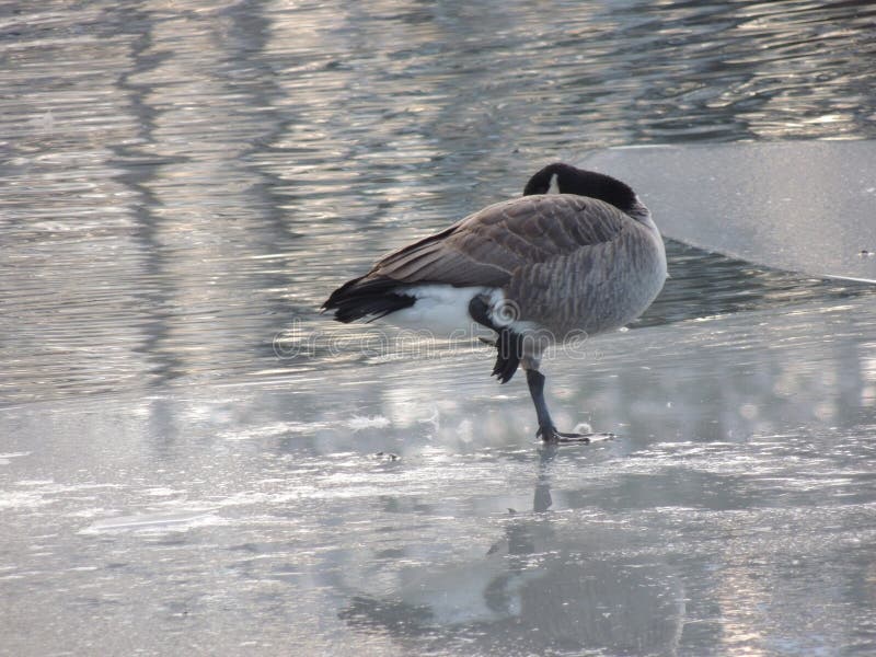 Canadian Goose Standing on One Leg on Icy Lake Stock Image - Image of ...