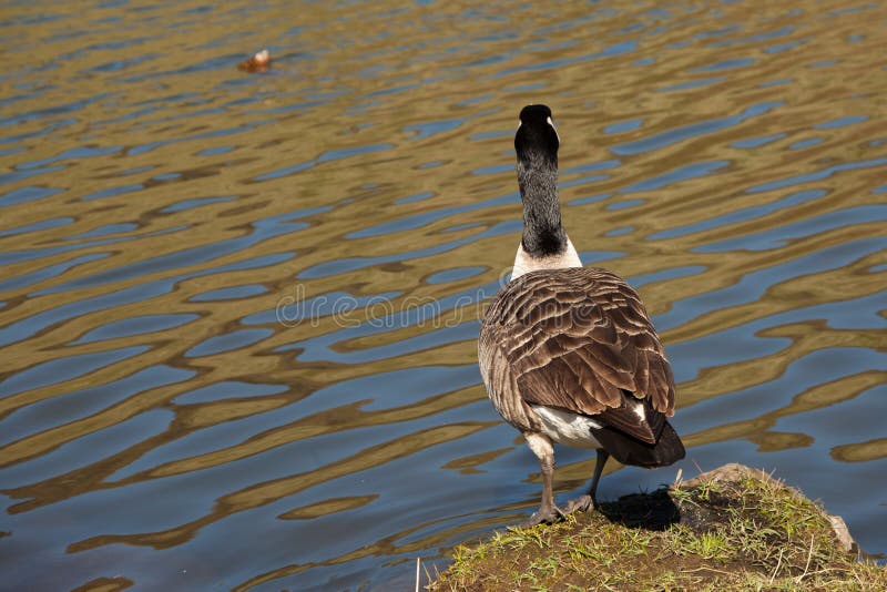 Canadian Goose stock photo. Image of brown, pond, pets - 70894960