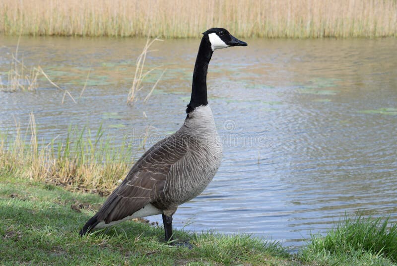 Staring Goose stock image. Image of goose, birds, wildlife - 31449751