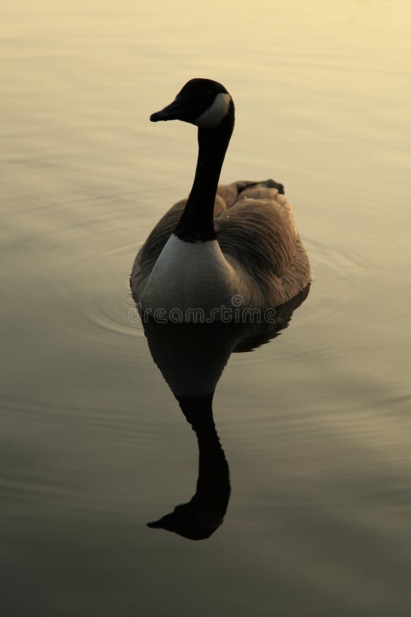 Canadian Goose at Sunset stock image. Image of calm, duality - 44883885
