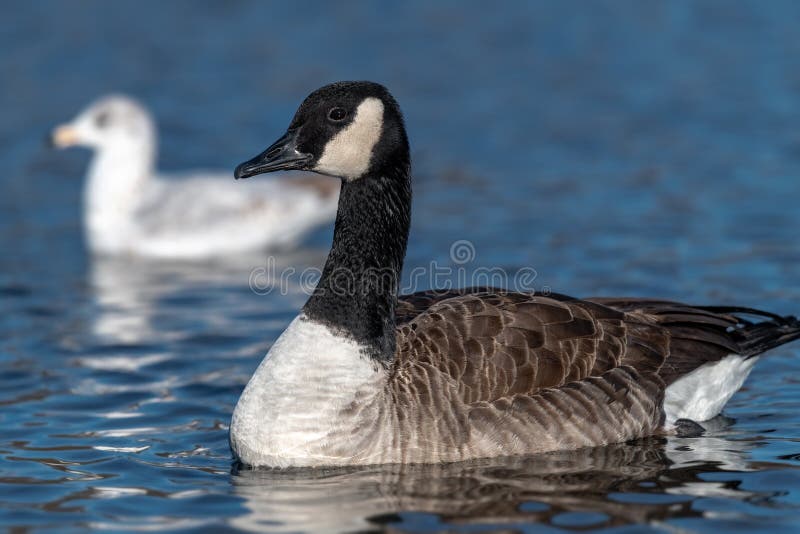 Goose Swimming at a Farmyard Stock Image - Image of farm, animals: 55517045
