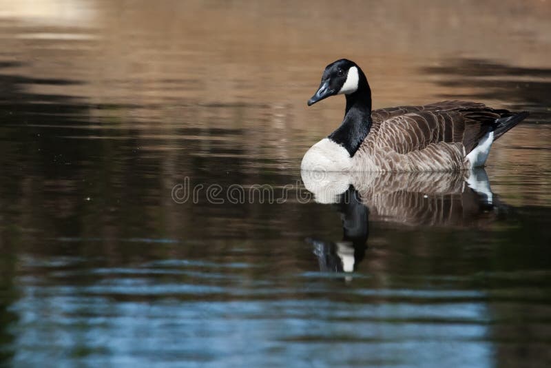 Goose Swimming at a Farmyard Stock Image - Image of farm, animals: 55517045