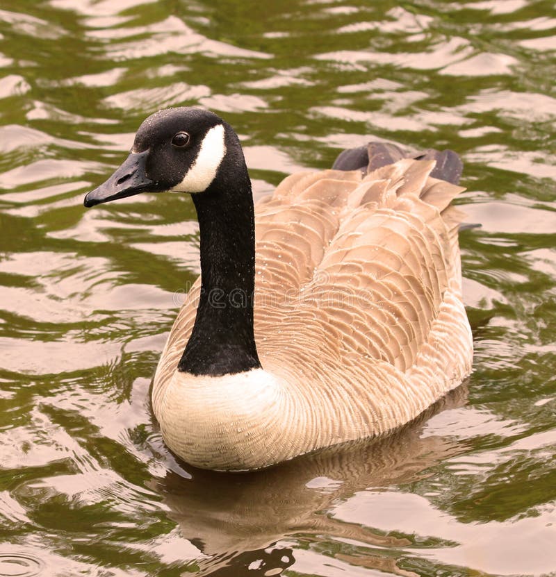 Goose Swimming at a Farmyard Stock Image - Image of farm, animals: 55517045