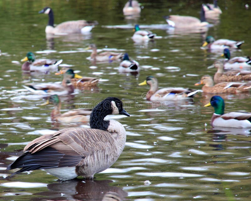 Goose Swimming at a Farmyard Stock Image - Image of farm, animals: 55517045