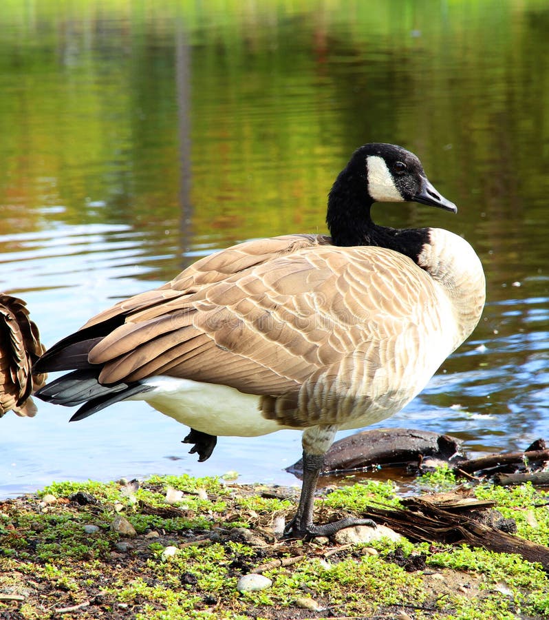 Canadian Goose swimming stock photo. Image of feathers - 40807542