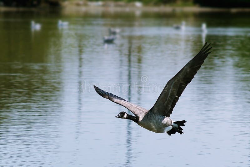 Canadian Goose Taking Off stock image. Image of conservation - 9120775