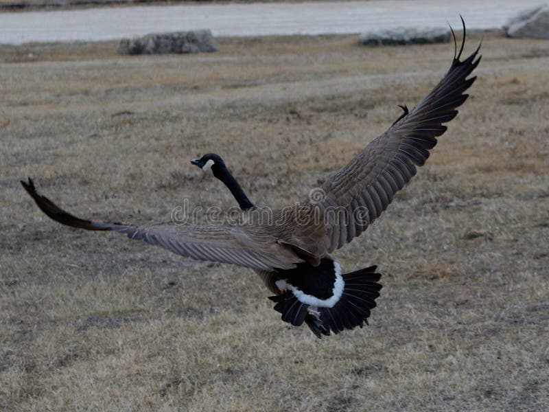 Canadian Goose Taking Off for Flight Stock Photo - Image of flight ...