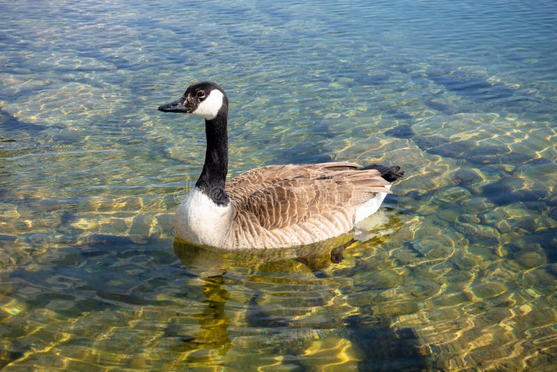 Canadian Goose at Tutzing Starnberg Lake Germany Stock Photo - Image of ...