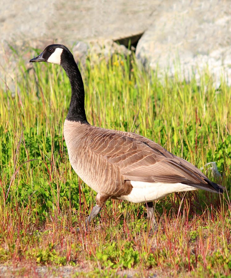 Goose walking stock photo. Image of pretty, grey, goose - 95538918