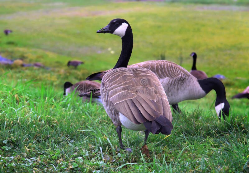 Canadian Goose Walking Geese in Grass Stock Image - Image of female ...