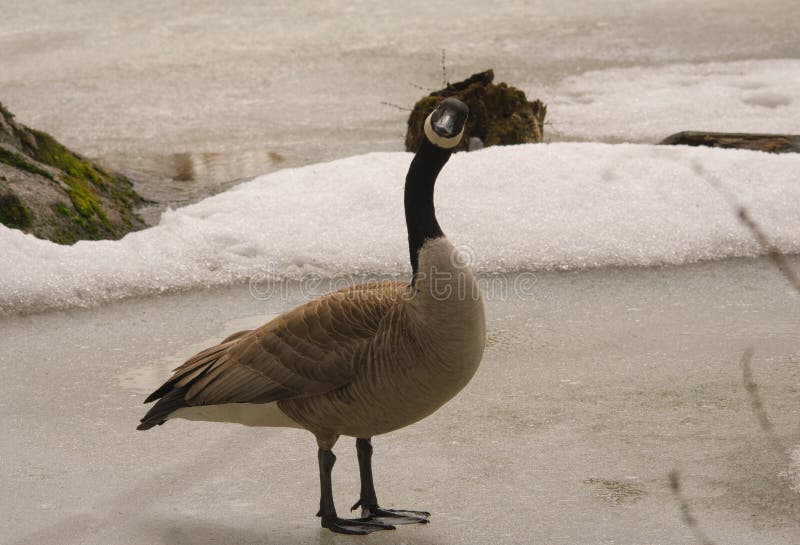 Canadian Goose Walking on Ice, What Going on? Stock Image - Image of ...