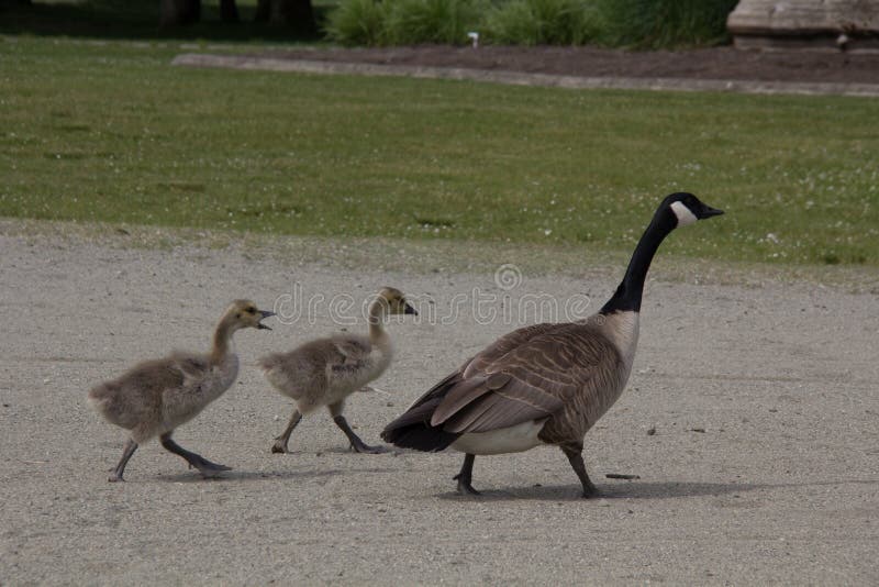 Goose walking stock photo. Image of pretty, grey, goose - 95538918