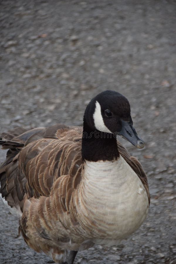 Canadian Goose Walking Near the River Stock Image - Image of geese ...