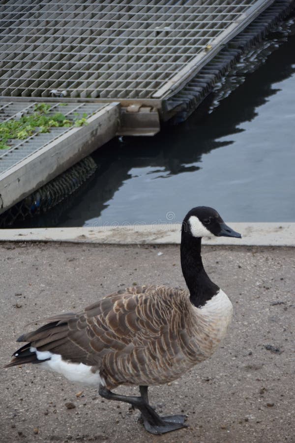 Canadian Goose Walking Near the River Stock Image - Image of colorful ...