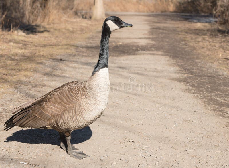 Canadian Goose Walking on a Path in the Park, Dirt Pathway Stock Photo ...