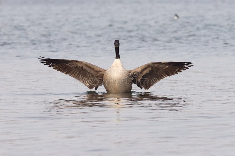 Canadian Goose with Widened Wings Stock Image - Image of brown, birds ...