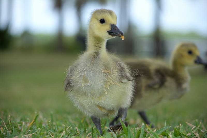 Canadian Gosling stock photo. Image of park, gosling - 75122320
