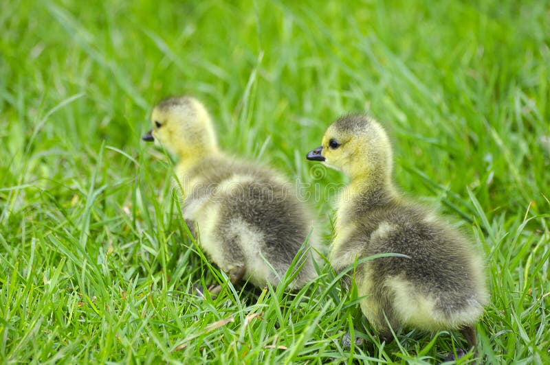 Canadian goslings stock photo. Image of gosling, fledglings - 17607950